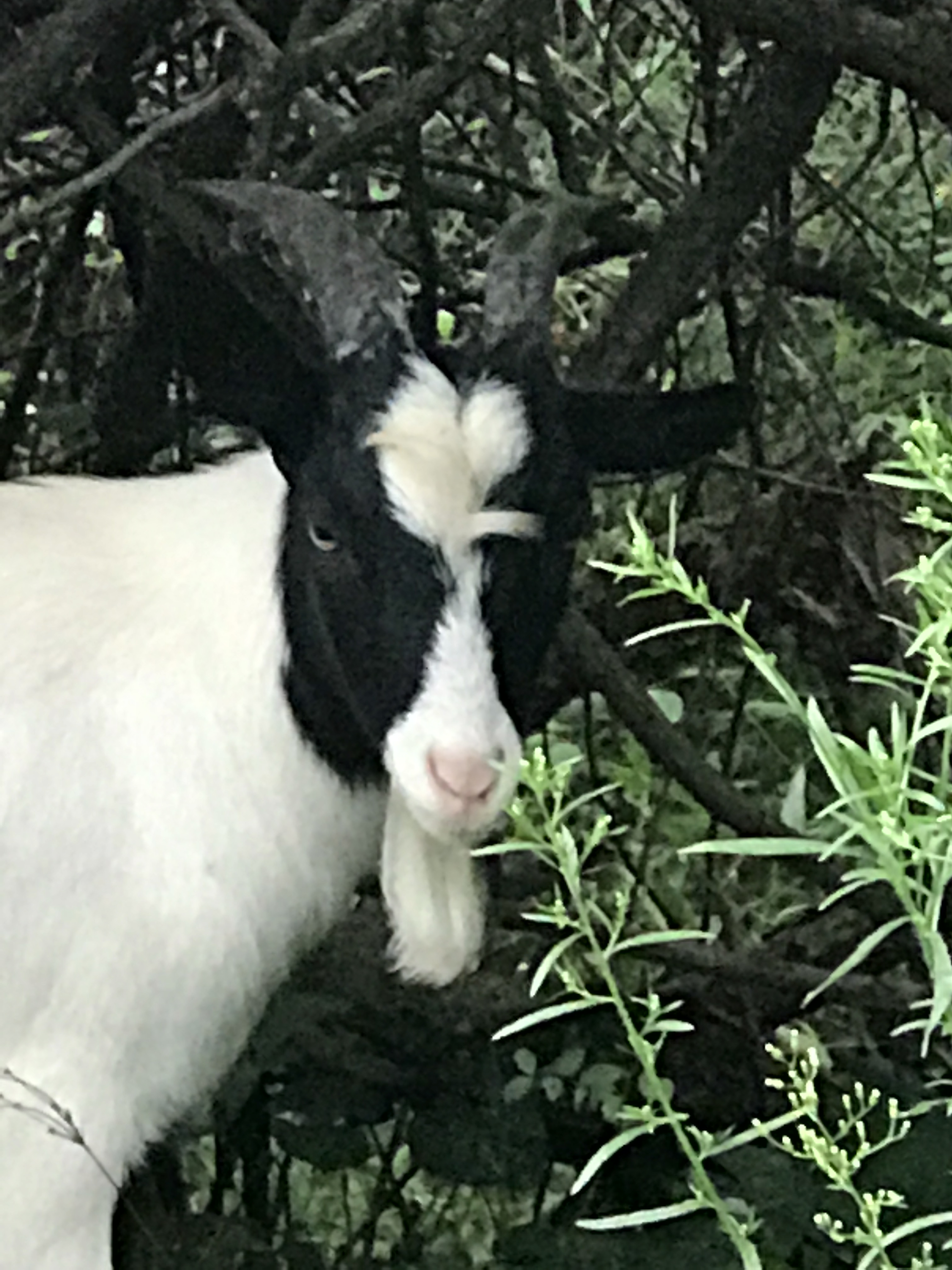 The Lesson of the Goats – A Voice from the Holler: Dispatches from The ...