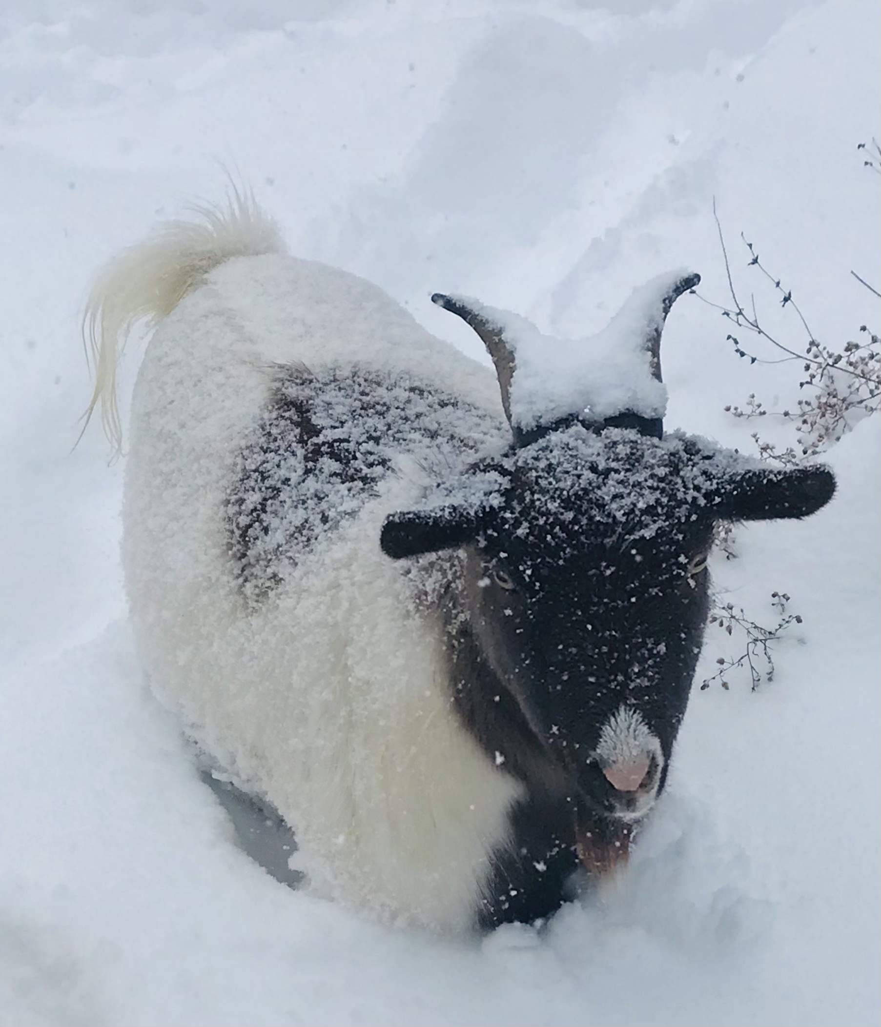 The Lesson of the Goats – A Voice from the Holler: Dispatches from The ...